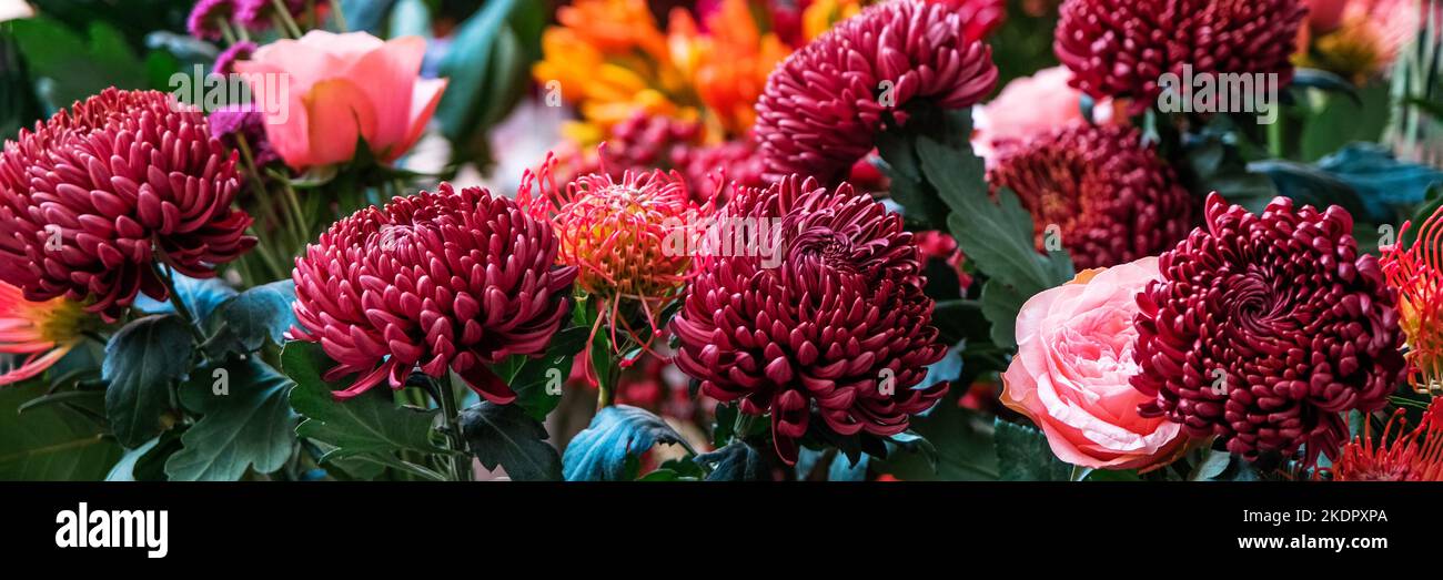 Dark plum purple chrysanthemums flowers background. Web banner Stock ...