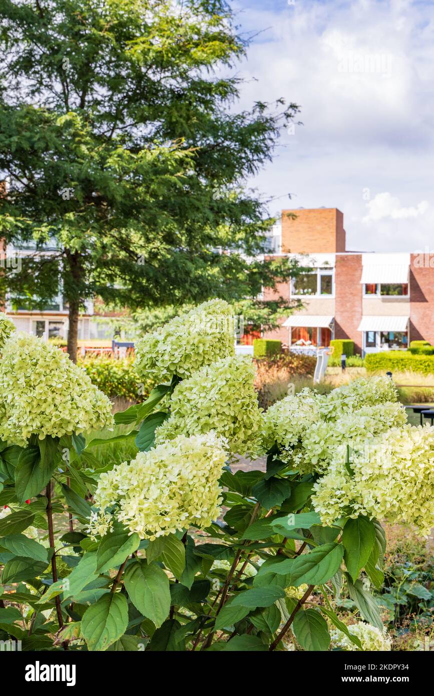 Viburnum tinus hedge hi-res stock photography and images - Alamy