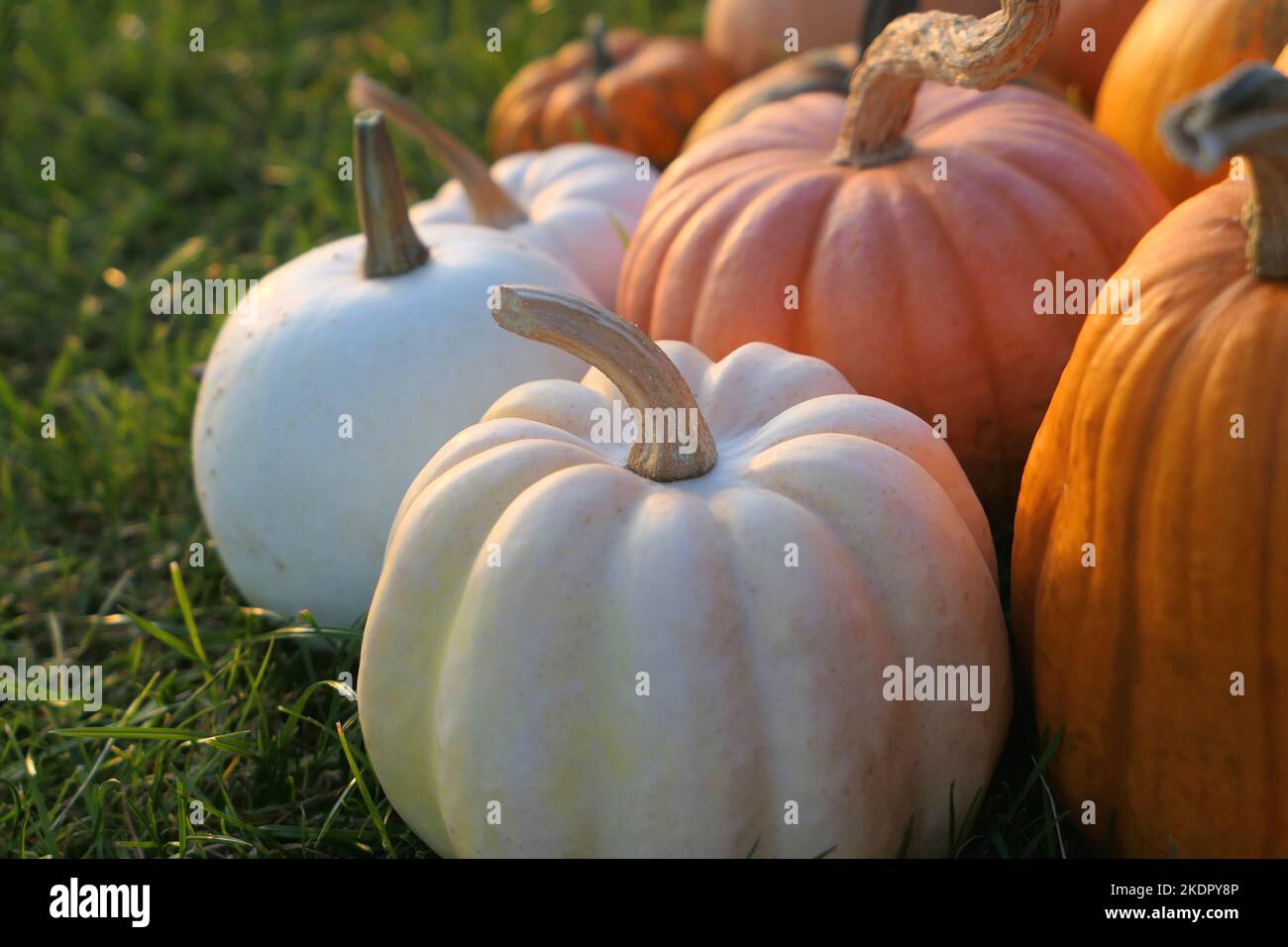 Cucurbita casperita hi-res stock photography and images - Alamy