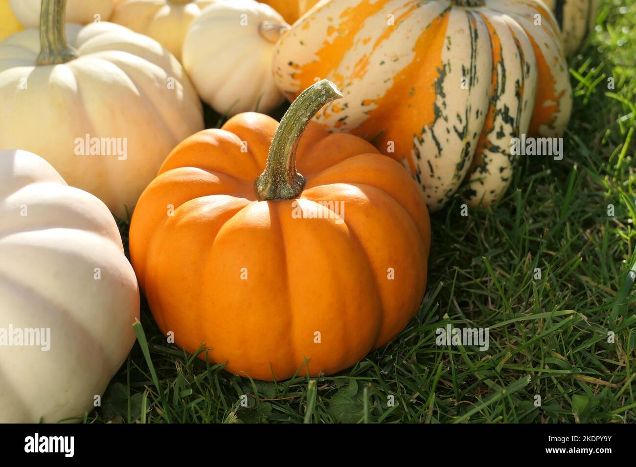 Autumn pumpkins background. Colorful pumpkins in sunny garden Stock ...