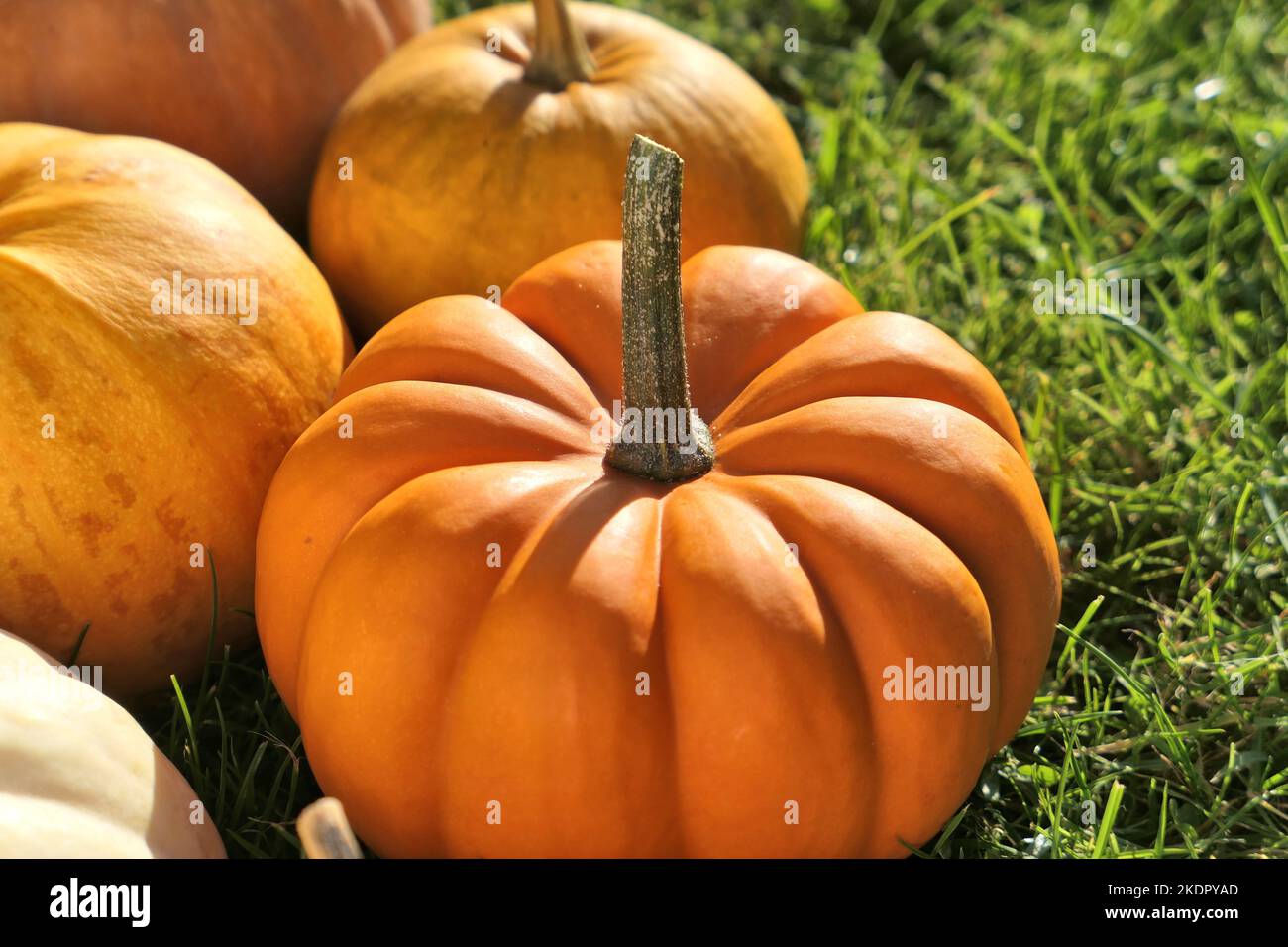 Autumn pumpkins background. Orange pumpkins in sunny garden Stock Photo ...