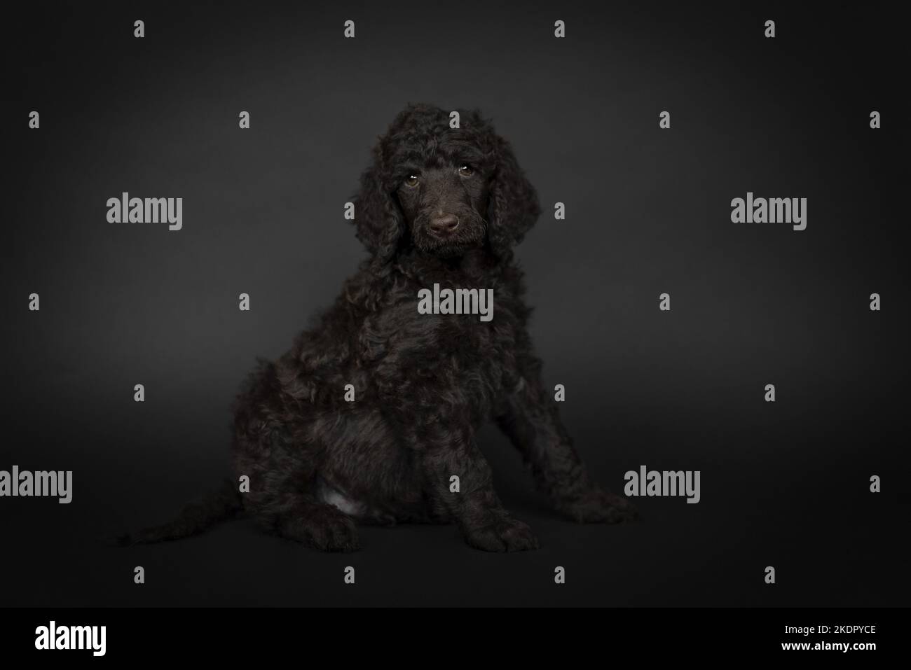 Giant Poodle Puppy Stock Photo - Alamy