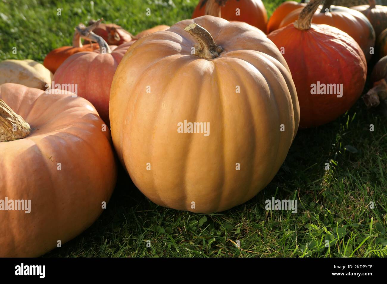 Pumpkins in the garden hi-res stock photography and images - Alamy