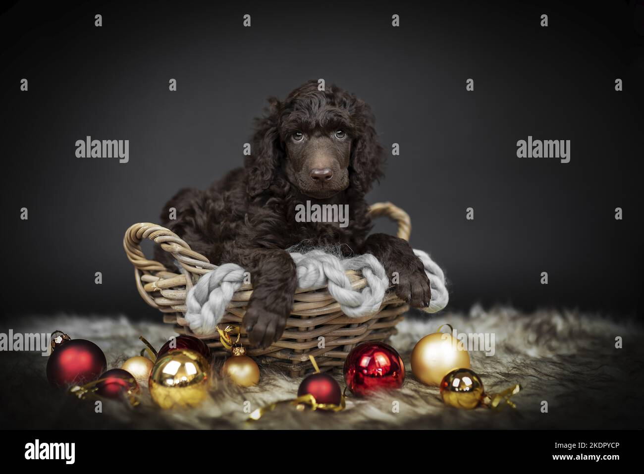 Giant Poodle Puppy Stock Photo - Alamy