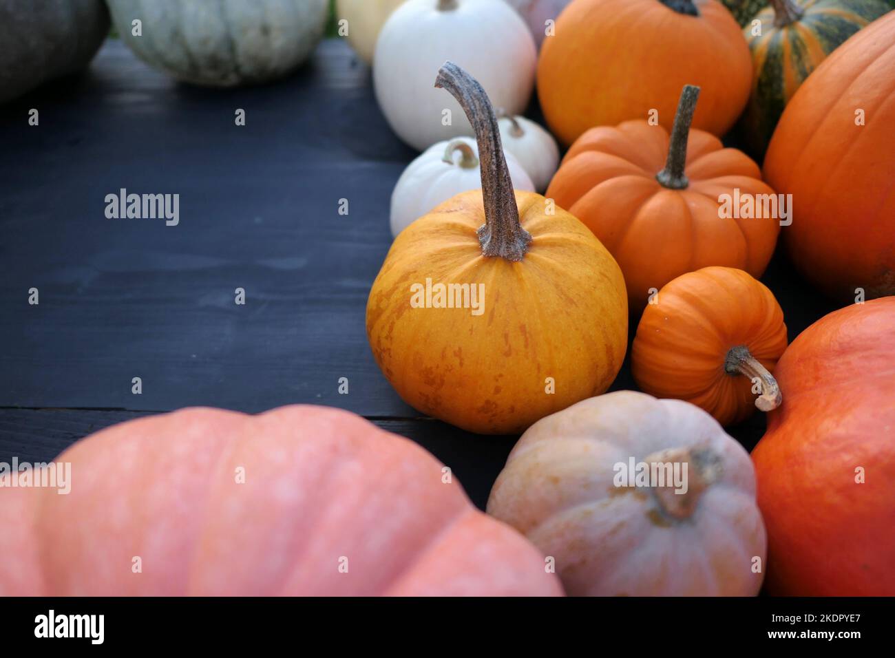 xfAutumn pumpkins, squashes on black wooden background. Colorful gourds ...