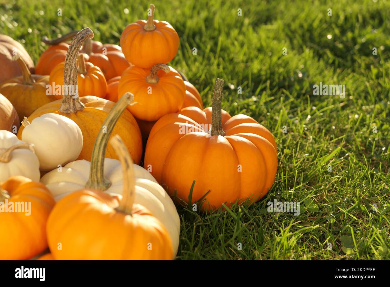 Beautiful autumn garden pumpkins hi-res stock photography and images ...