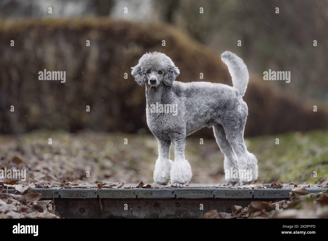 Royal Standard Poodle Stock Photo - Alamy