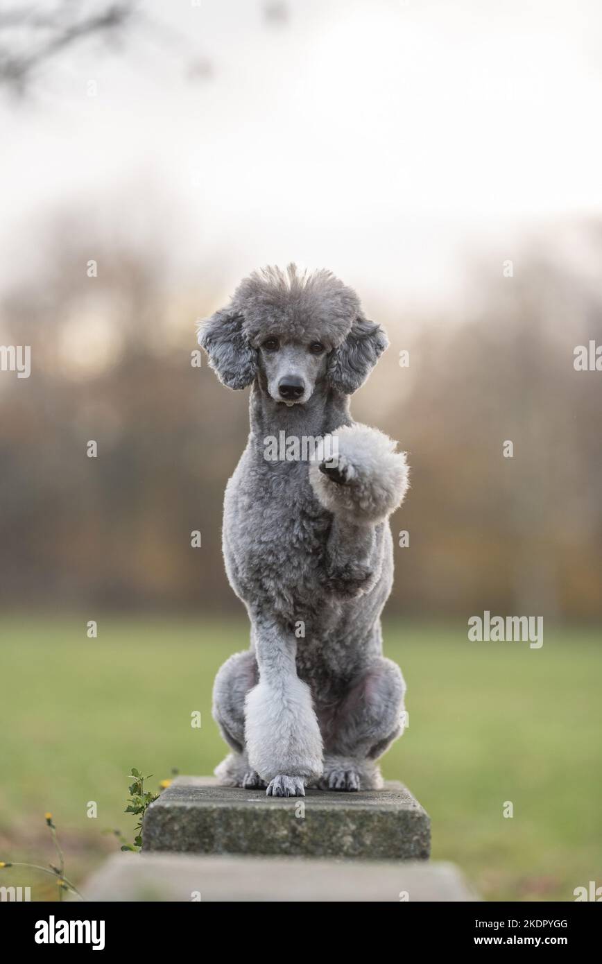 Royal Standard Poodle gives paw Stock Photo - Alamy