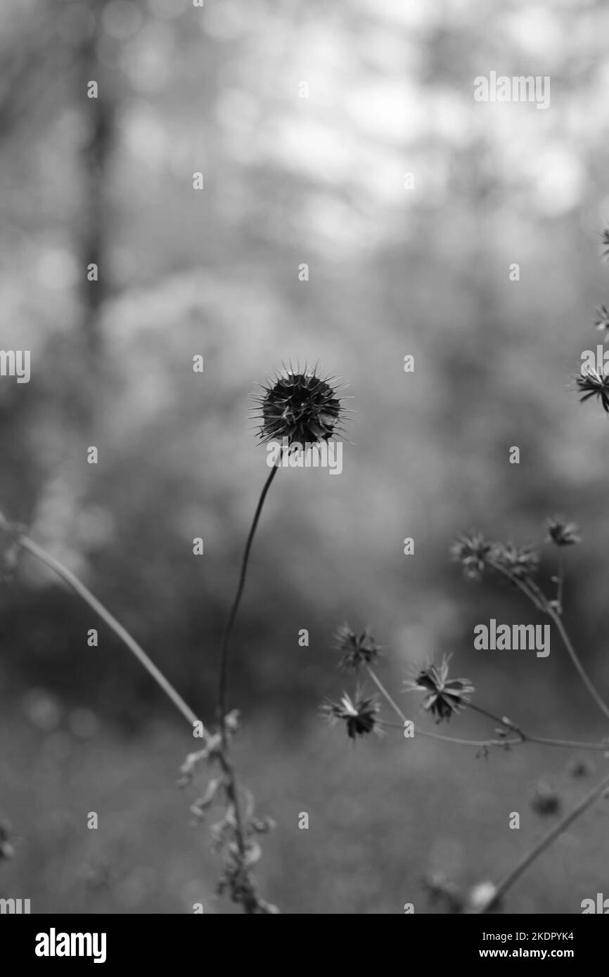 Wild dry wildflowers standing in the autumn meadow Stock Photo - Alamy