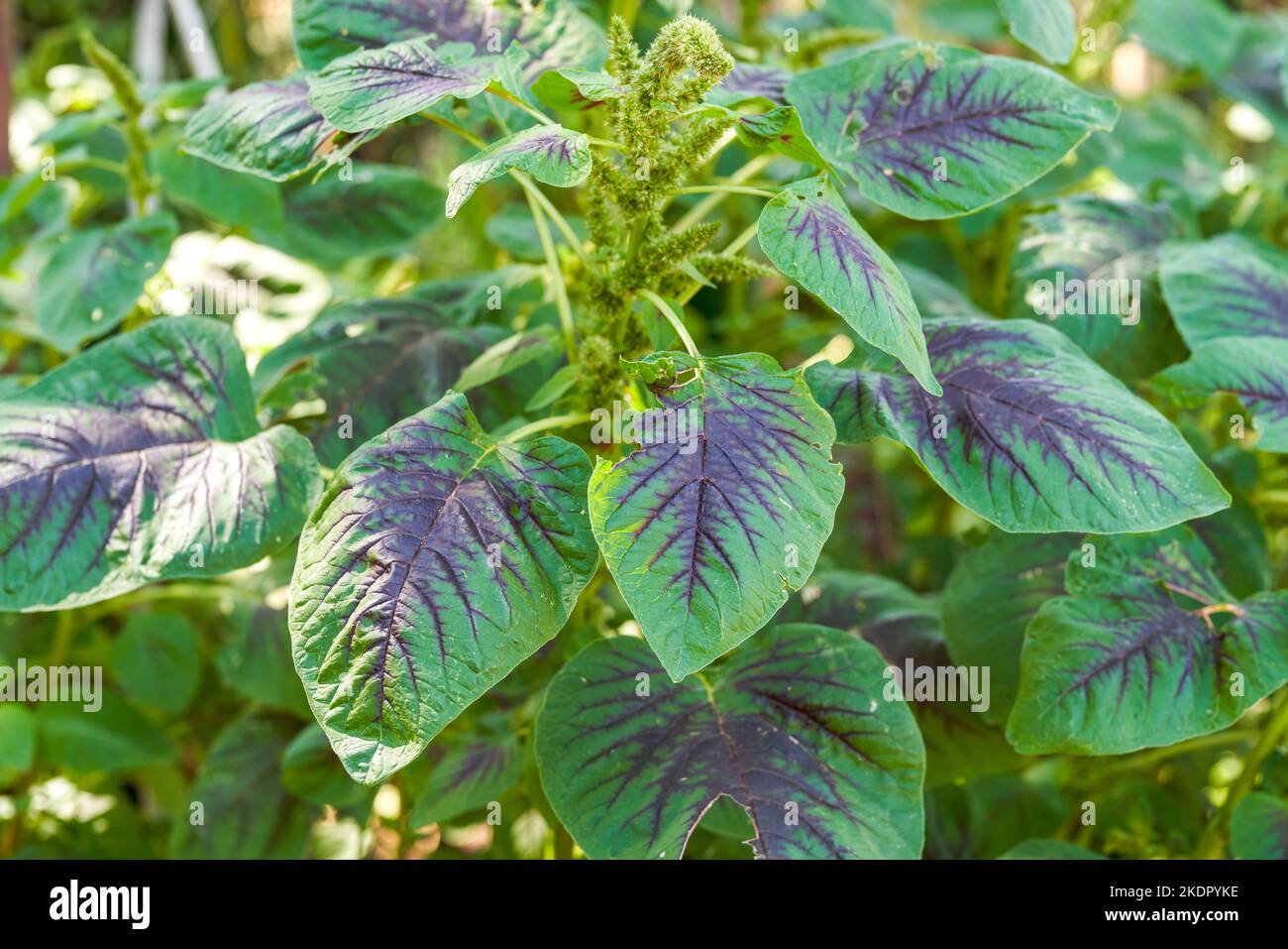 Closeup of fresh amaranth leaves grown in the farm Stock Photo - Alamy