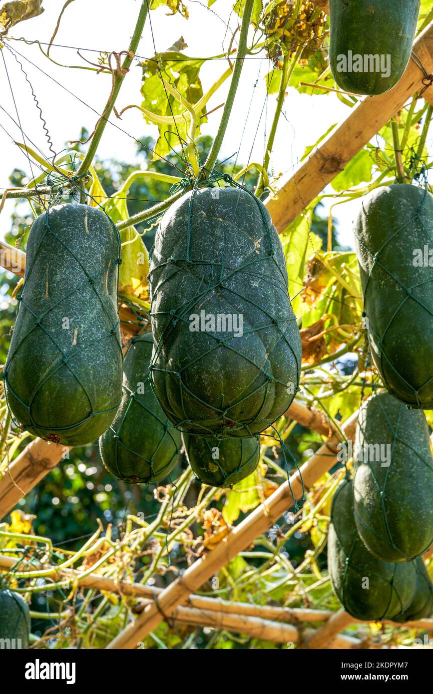 Close-up of big winter melon growing in the melon shed on the farm ...