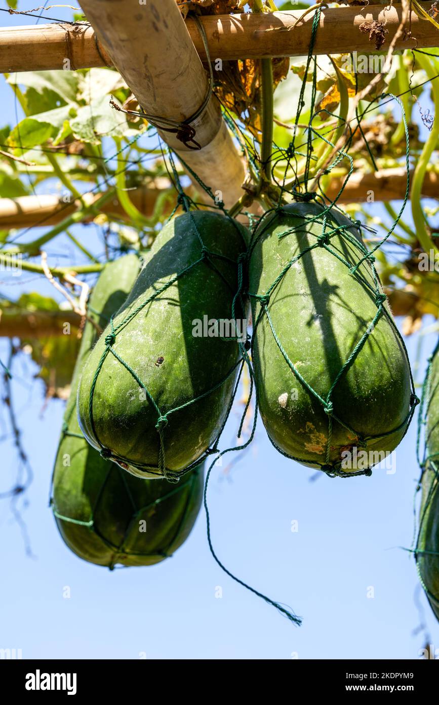 Shed melon hi-res stock photography and images - Alamy