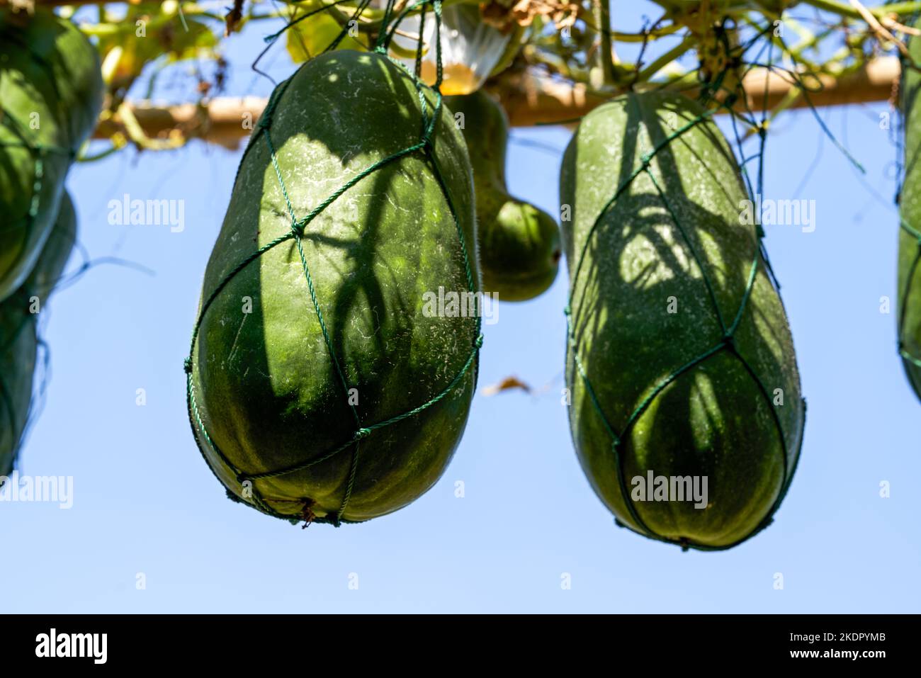 Close-up of big winter melon growing in the melon shed on the farm ...