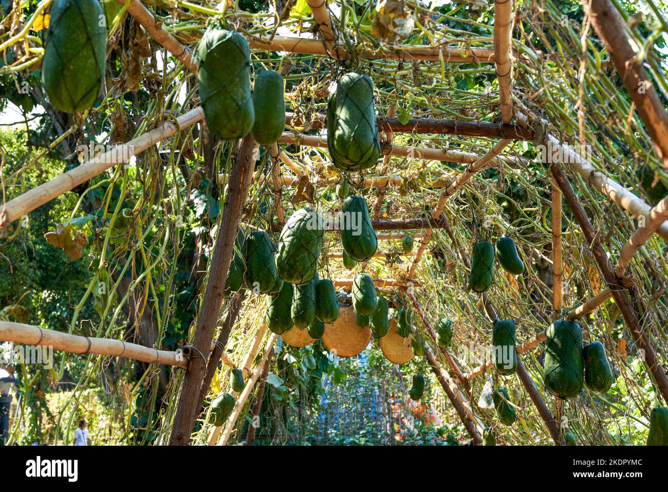 Close-up of big winter melon growing in the melon shed on the farm ...