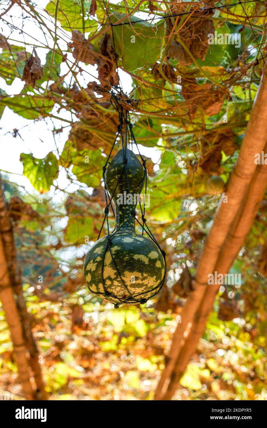 Shed melon hi-res stock photography and images - Alamy
