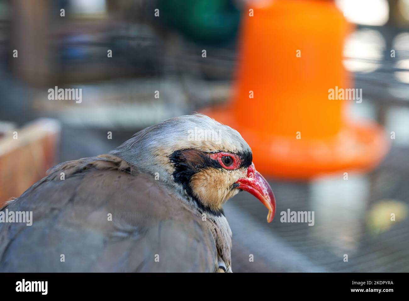 Partridge taxidermy hi-res stock photography and images - Alamy