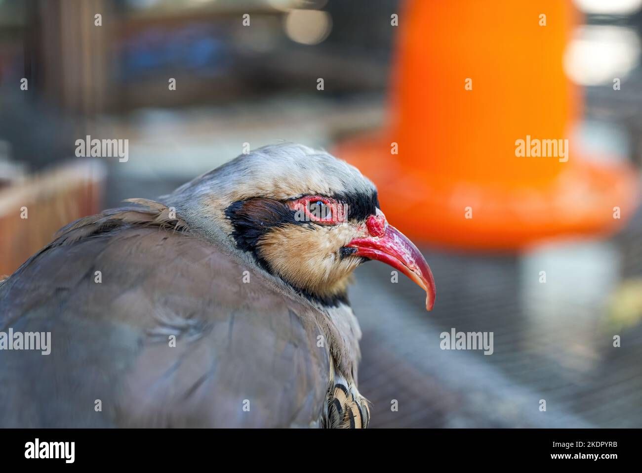 Partridge taxidermy hi-res stock photography and images - Alamy