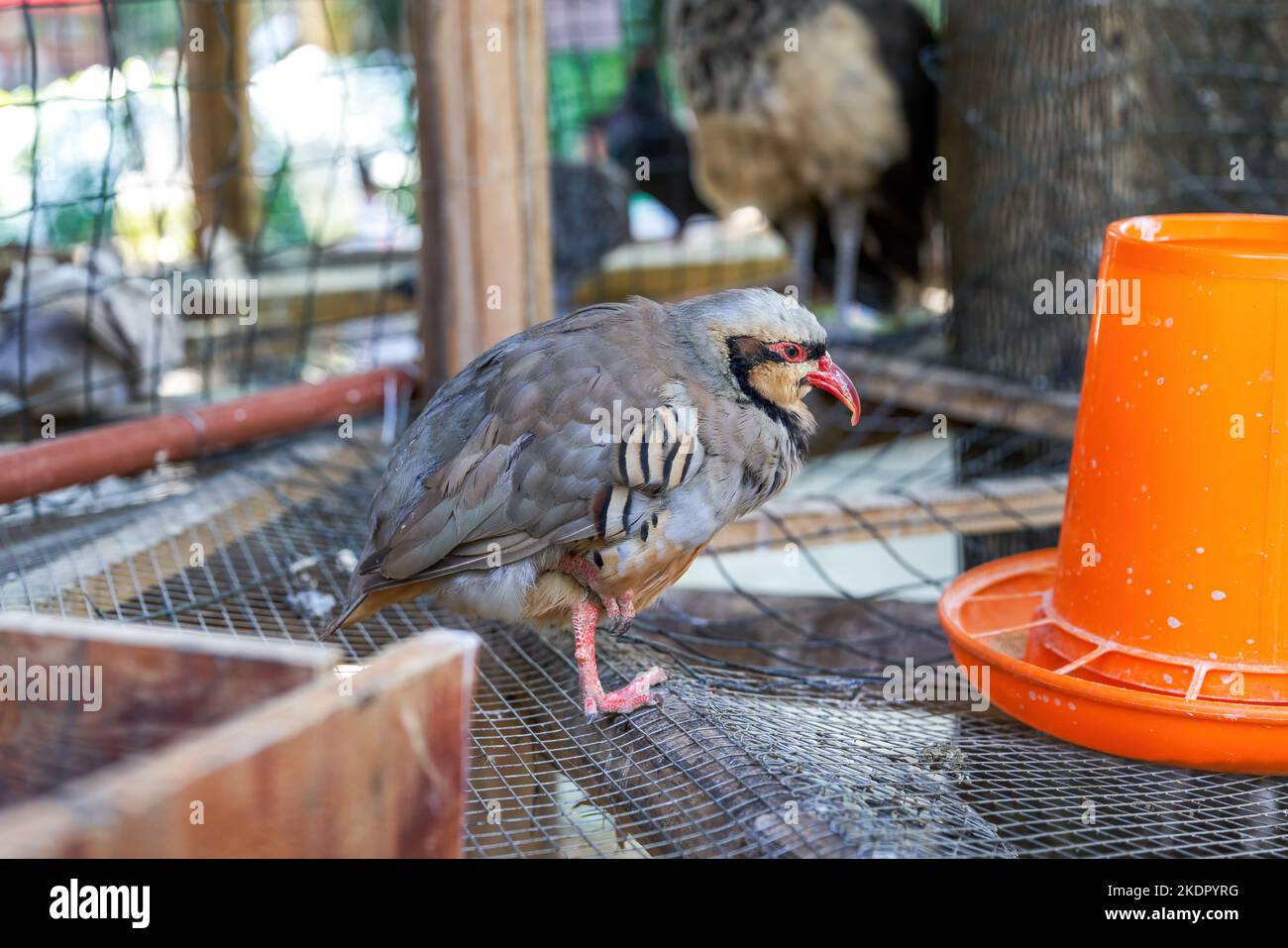 Partridge birds reared in a farm Stock Photo - Alamy