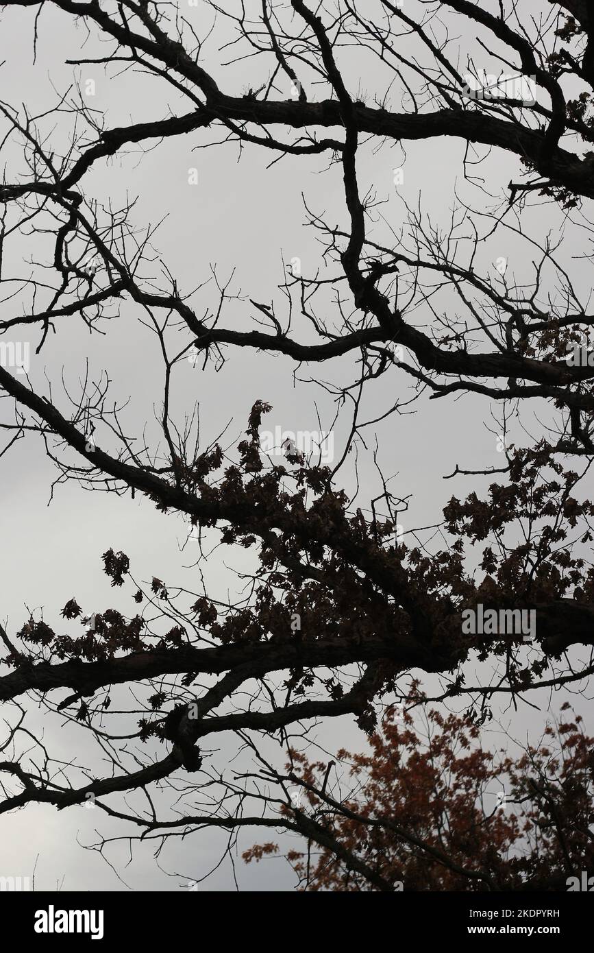 Typical and common trees standing against the evening sky Stock Photo ...