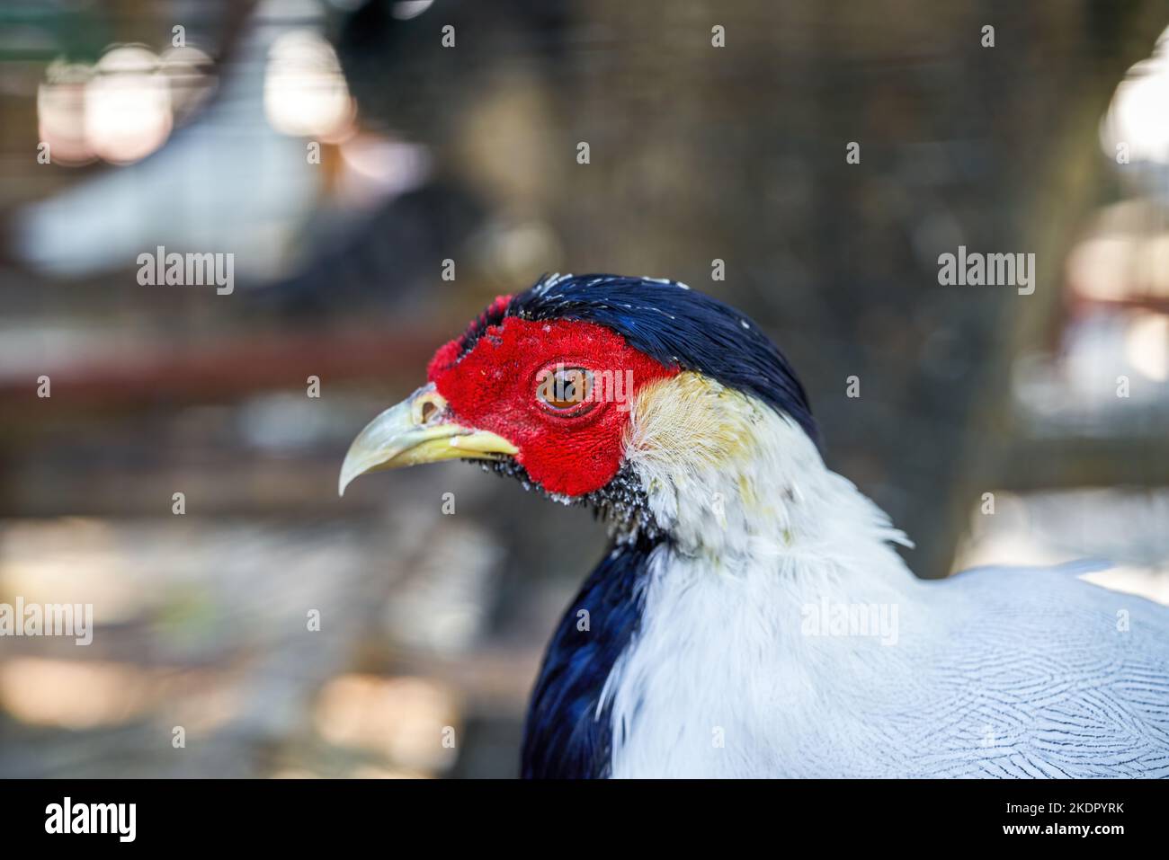 White pheasant bird raised on the farm Stock Photo - Alamy