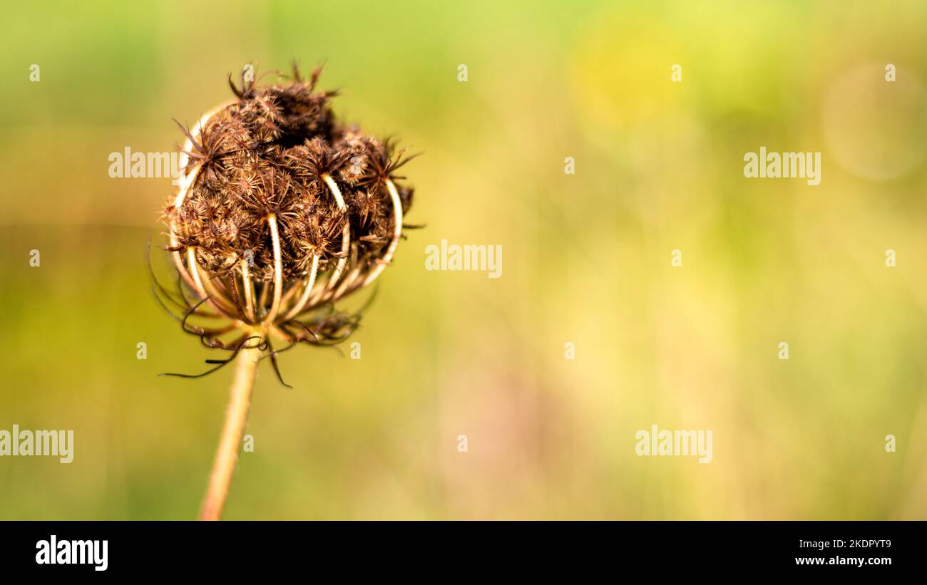 Plant close up macro, nature details photography Stock Photo - Alamy