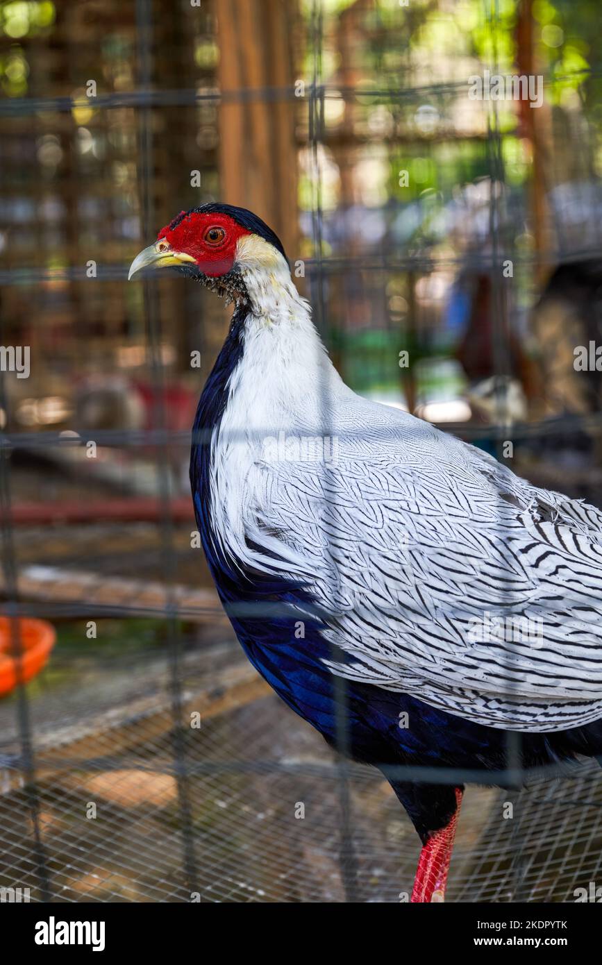 White pheasant bird raised on the farm Stock Photo - Alamy