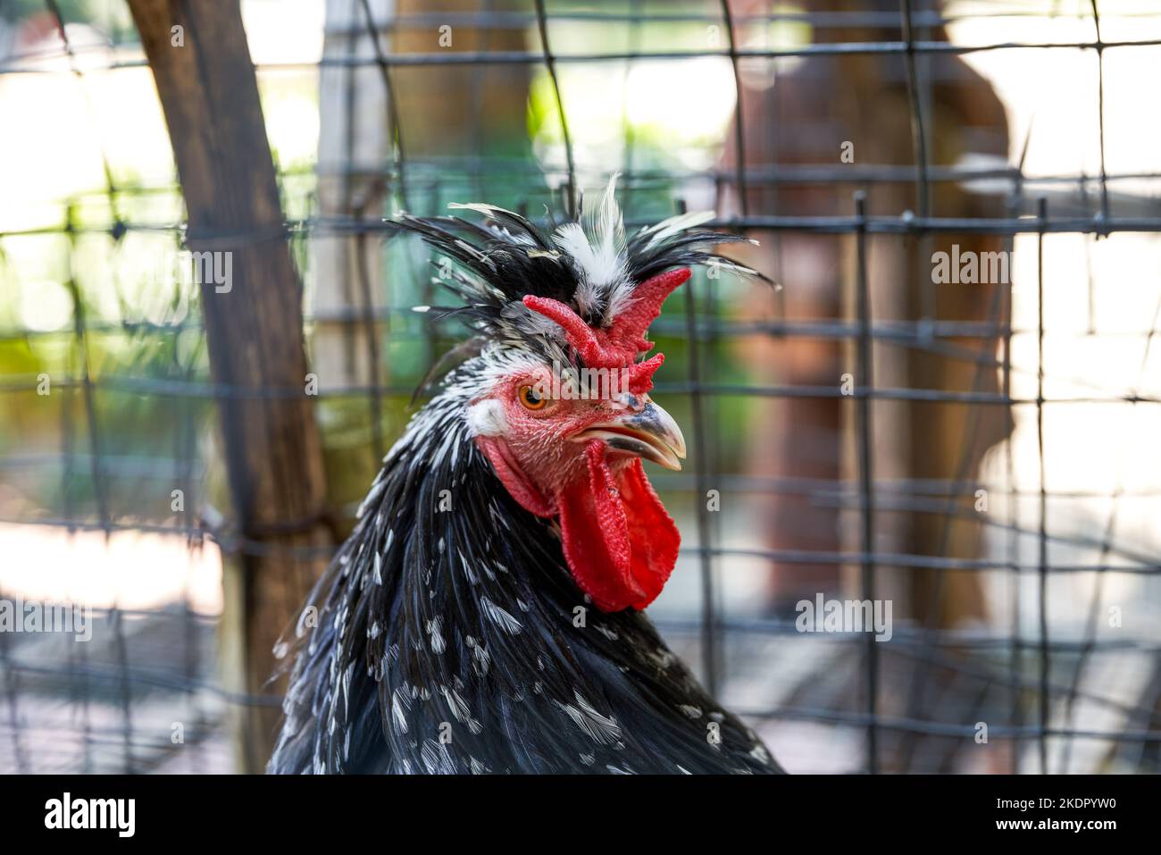 Lively white feather chicken close-up on farm Stock Photo - Alamy