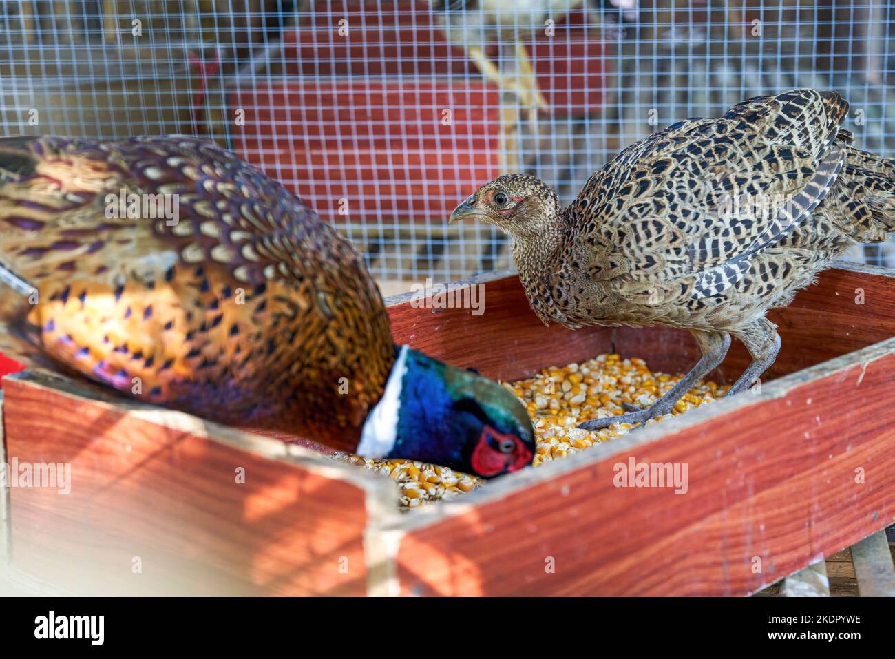 Partridge birds reared in a farm Stock Photo - Alamy