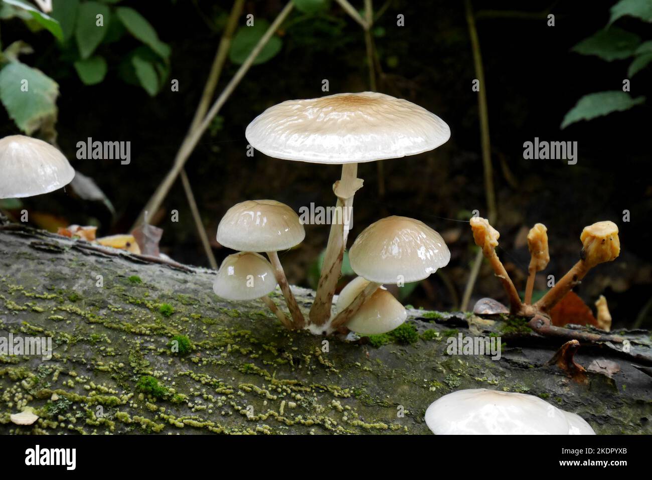 Toadstools growing on a log, Bakony Hills, Hungary Stock Photo - Alamy