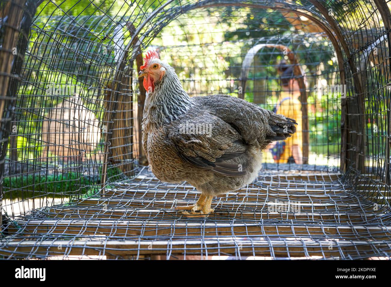 Lively white feather chicken close-up on farm Stock Photo - Alamy