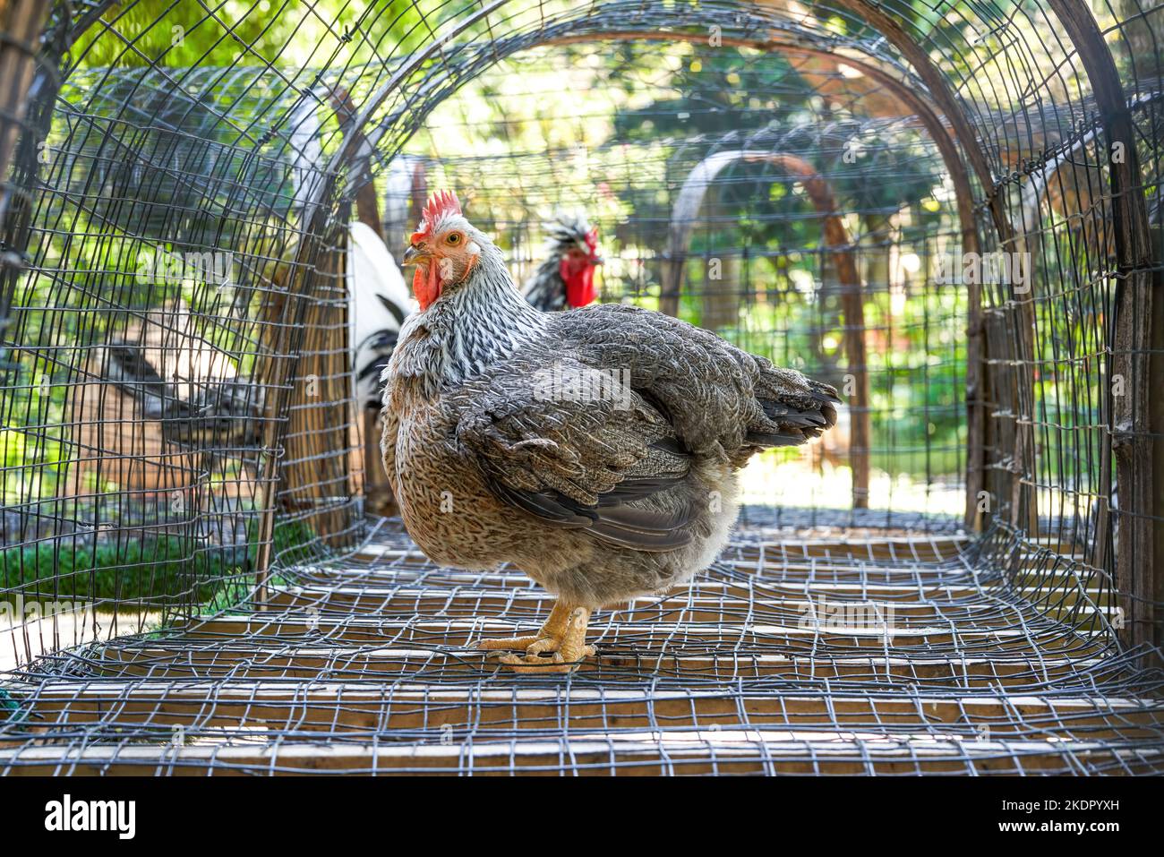 Lively white feather chicken close-up on farm Stock Photo - Alamy