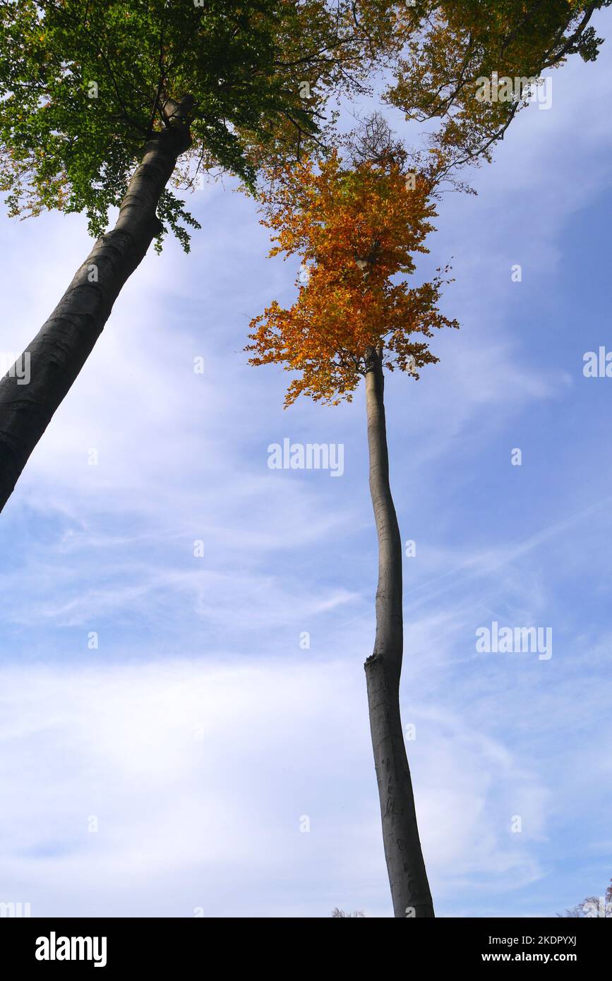 Bakony hills hi-res stock photography and images - Alamy