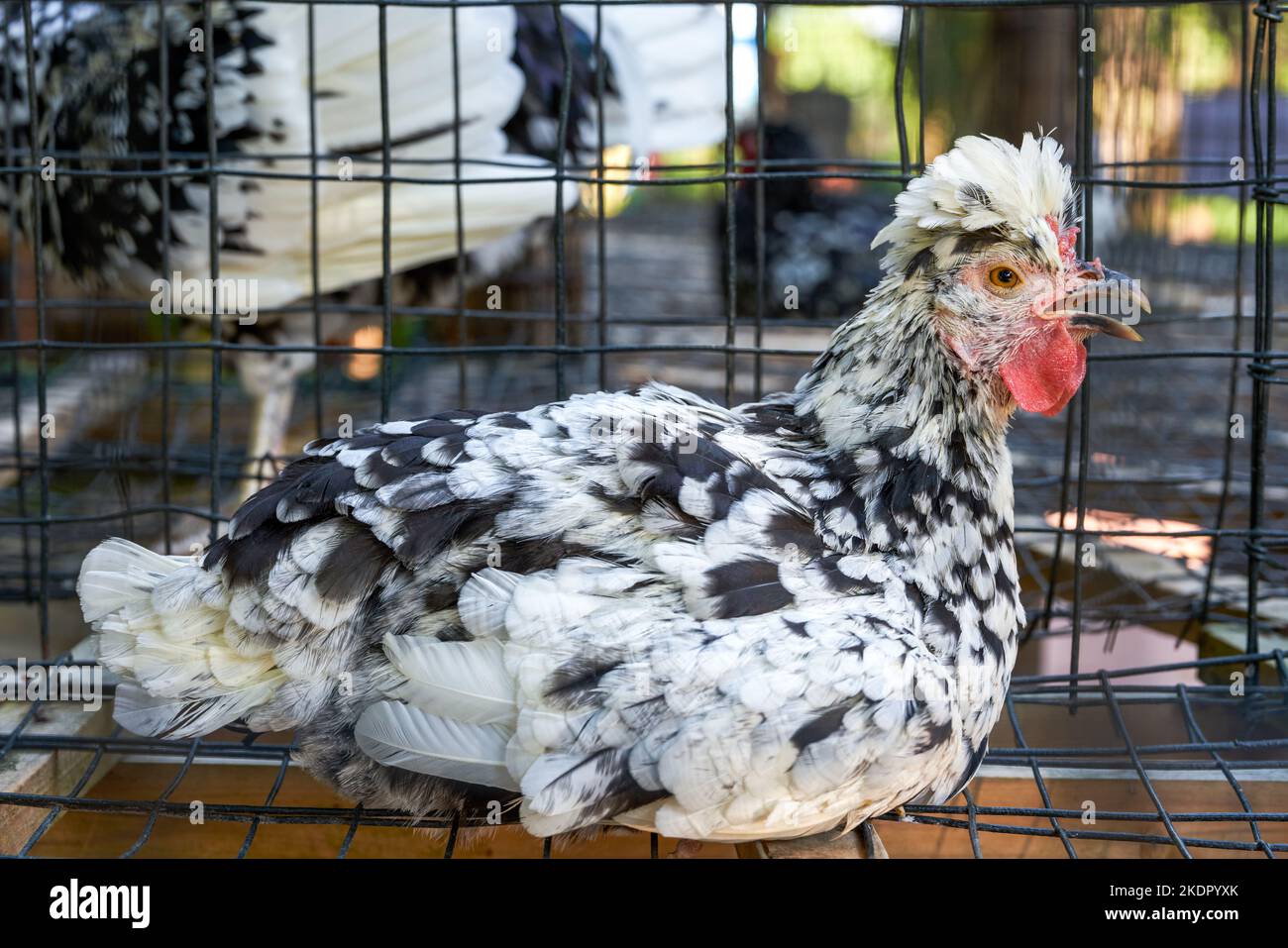 Lively white feather chicken close-up on farm Stock Photo - Alamy