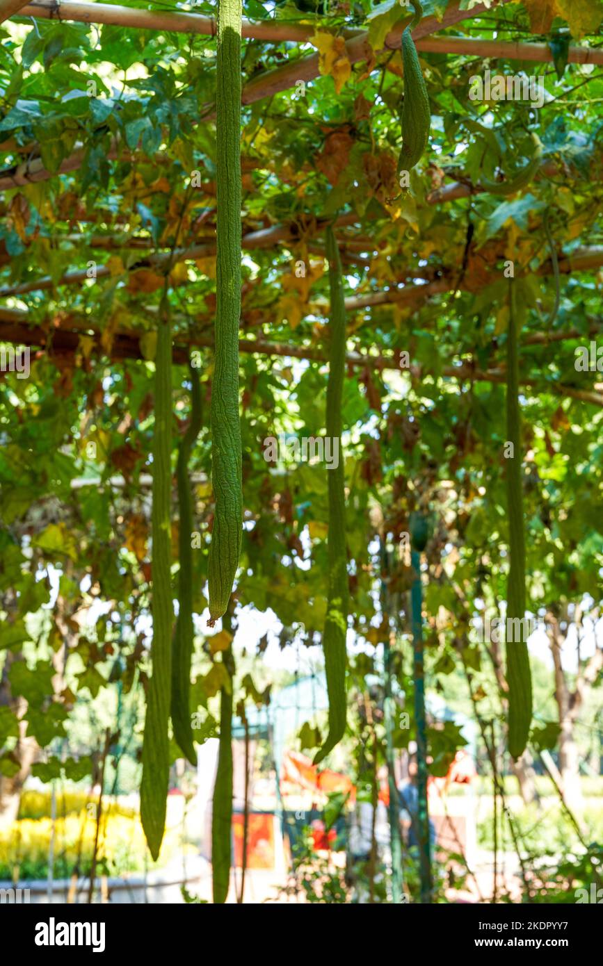 Snake king melon hi-res stock photography and images - Alamy