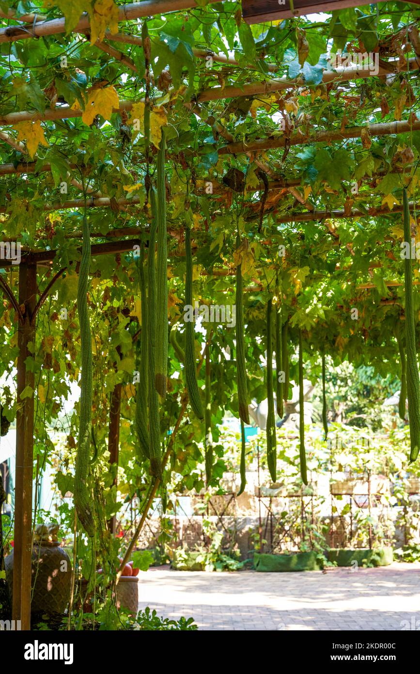 Snake gourd plants hi-res stock photography and images - Alamy