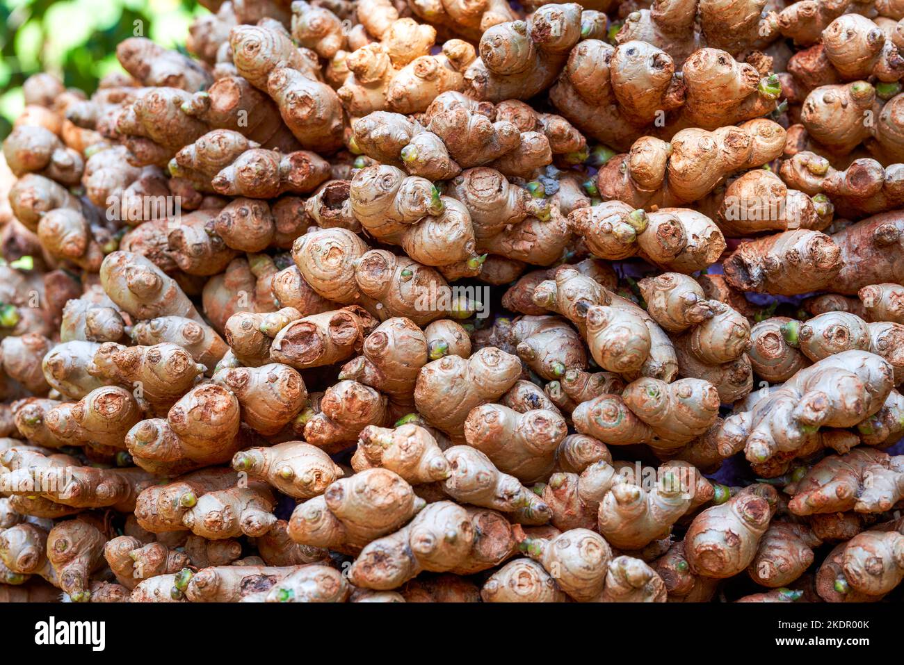 A bunch of fresh ginger close-up during the harvest season Stock Photo ...