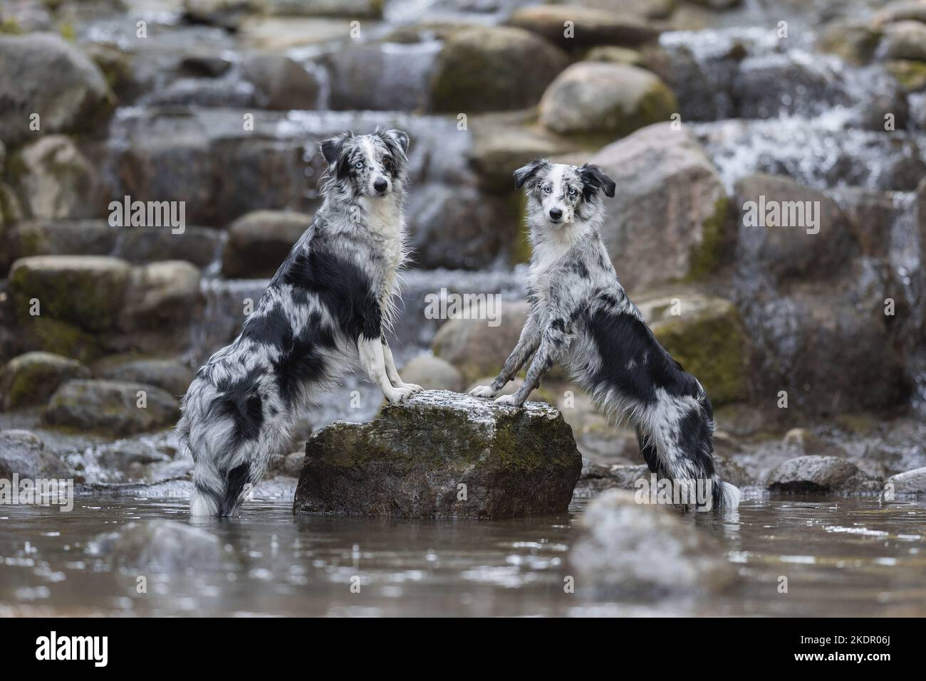 2 Miniature Australian Shepherd Stock Photo - Alamy