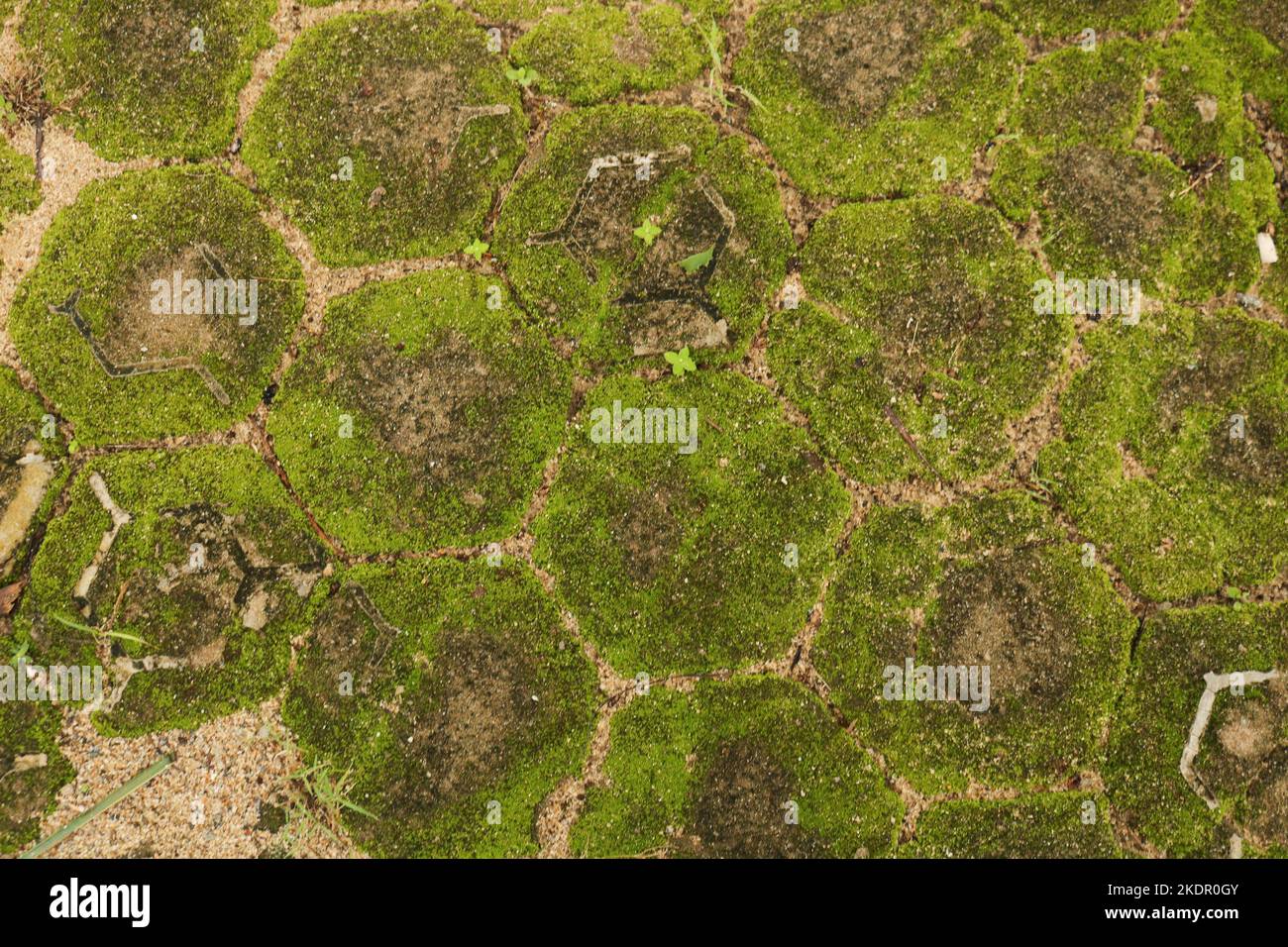 foot path in the garden is made of cement bricks full of green moss ...
