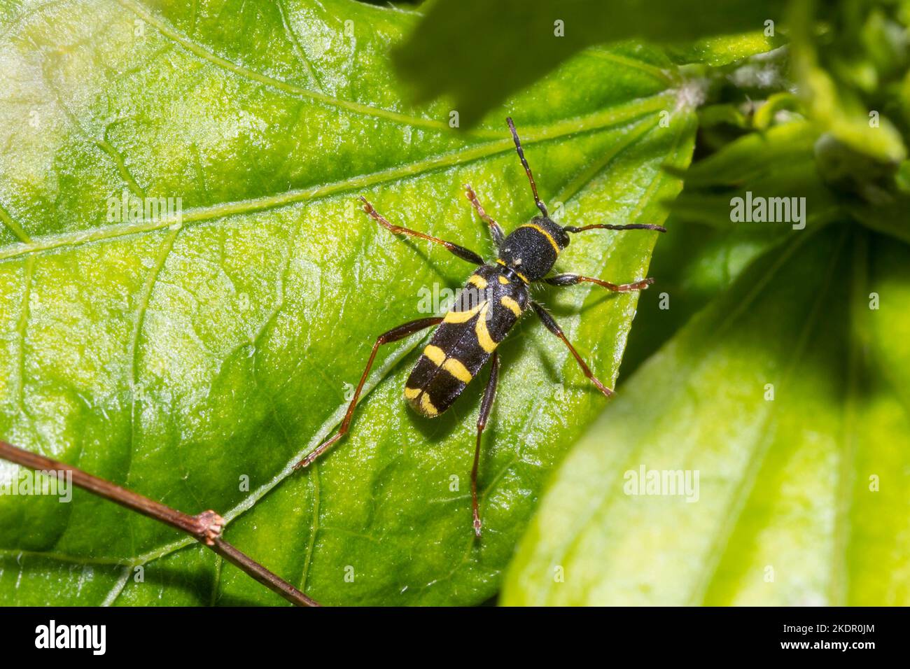 Wasp beetle (Clytus arietis) Sussex, UK Stock Photo - Alamy