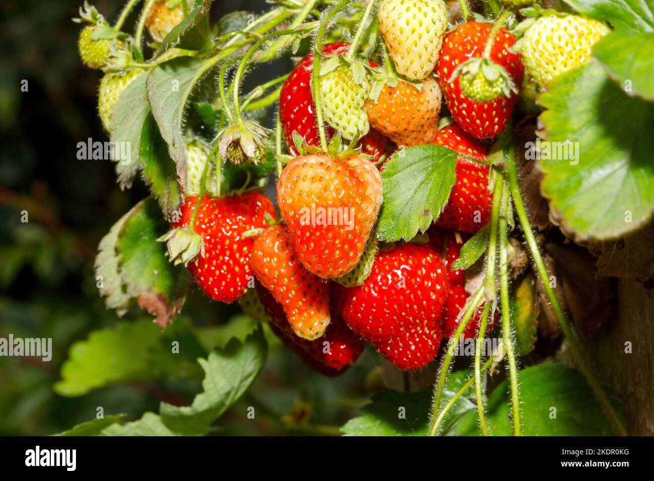 Strawberries growing outside in a garden planter, Sussex, UK Stock ...