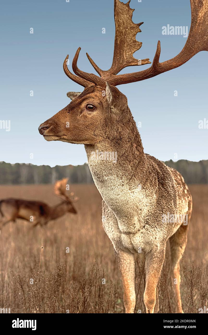 Close-up portrait of a majestic deer with new antlers, autumn afternoon ...