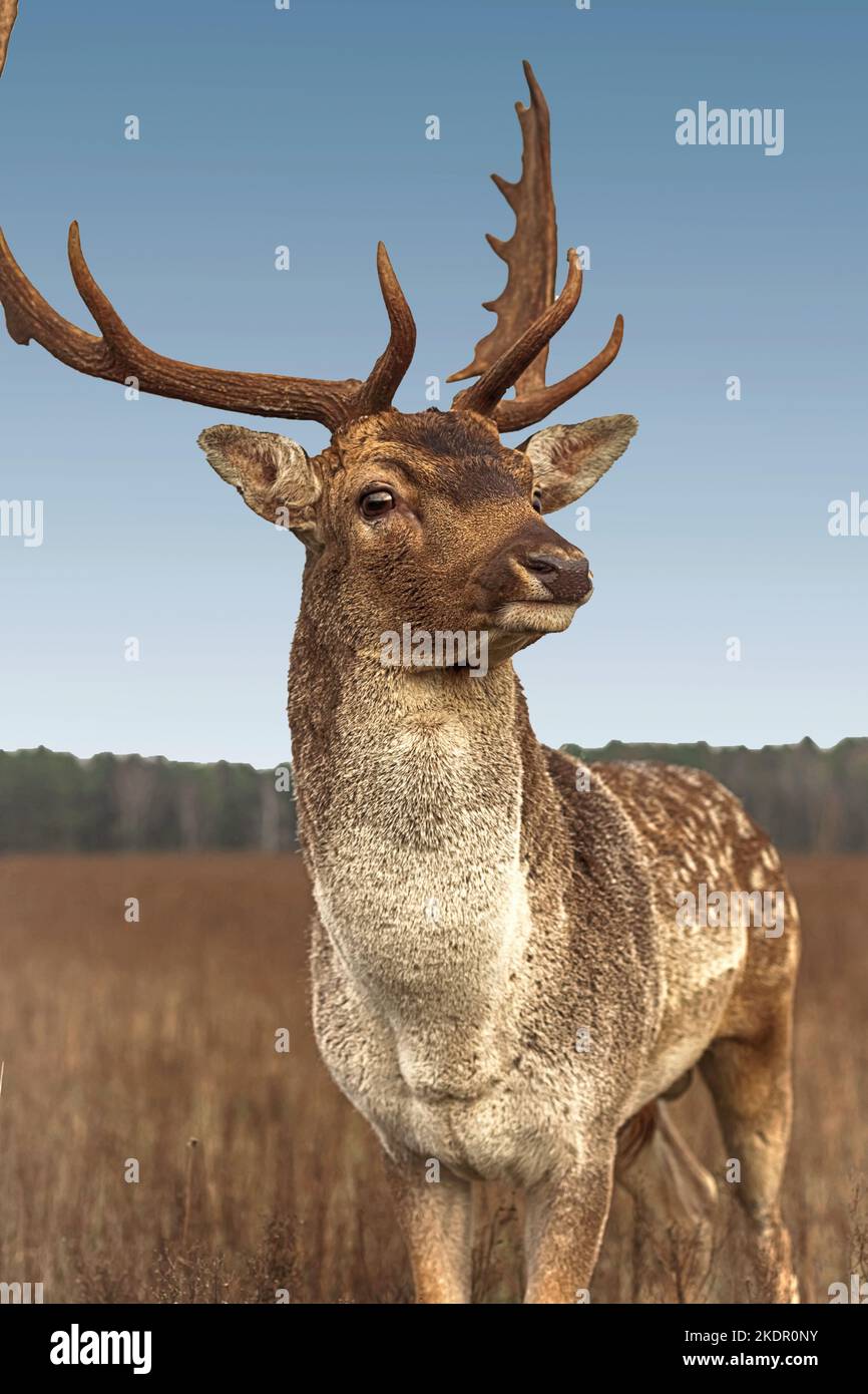 Close-up portrait of a majestic deer with new antlers, autumn afternoon ...
