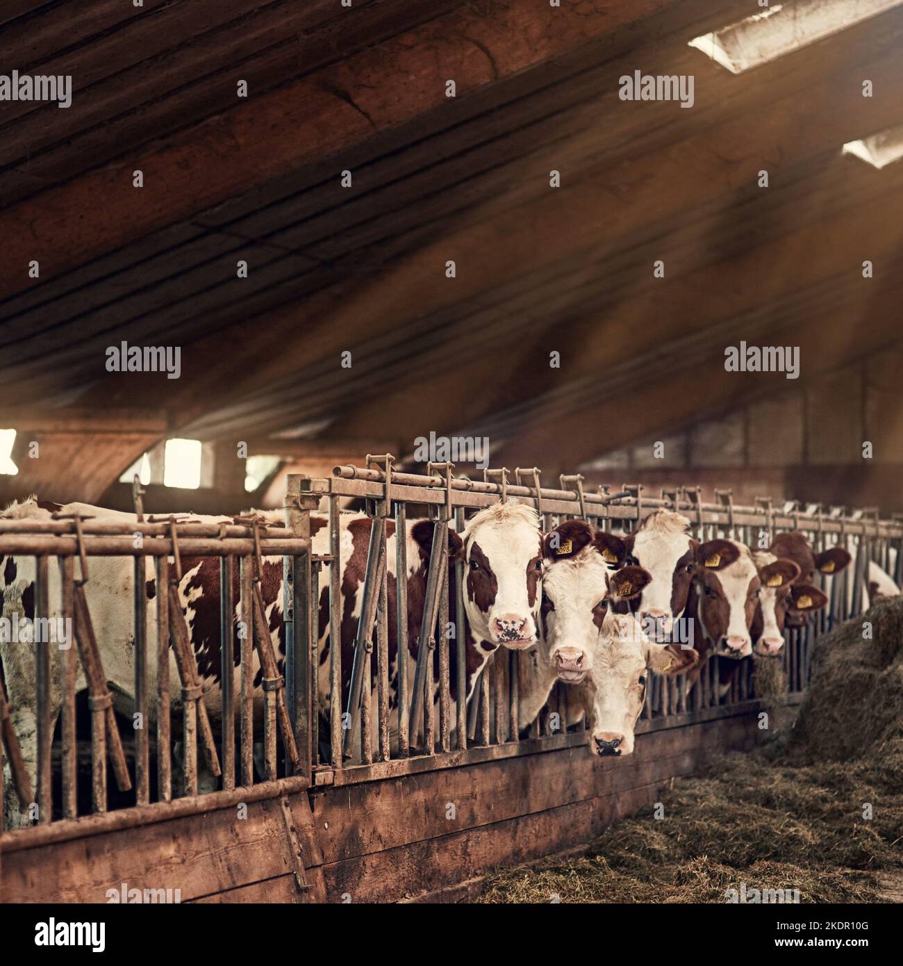 We love the farm life. a group of cows standing inside a pen in a barn ...