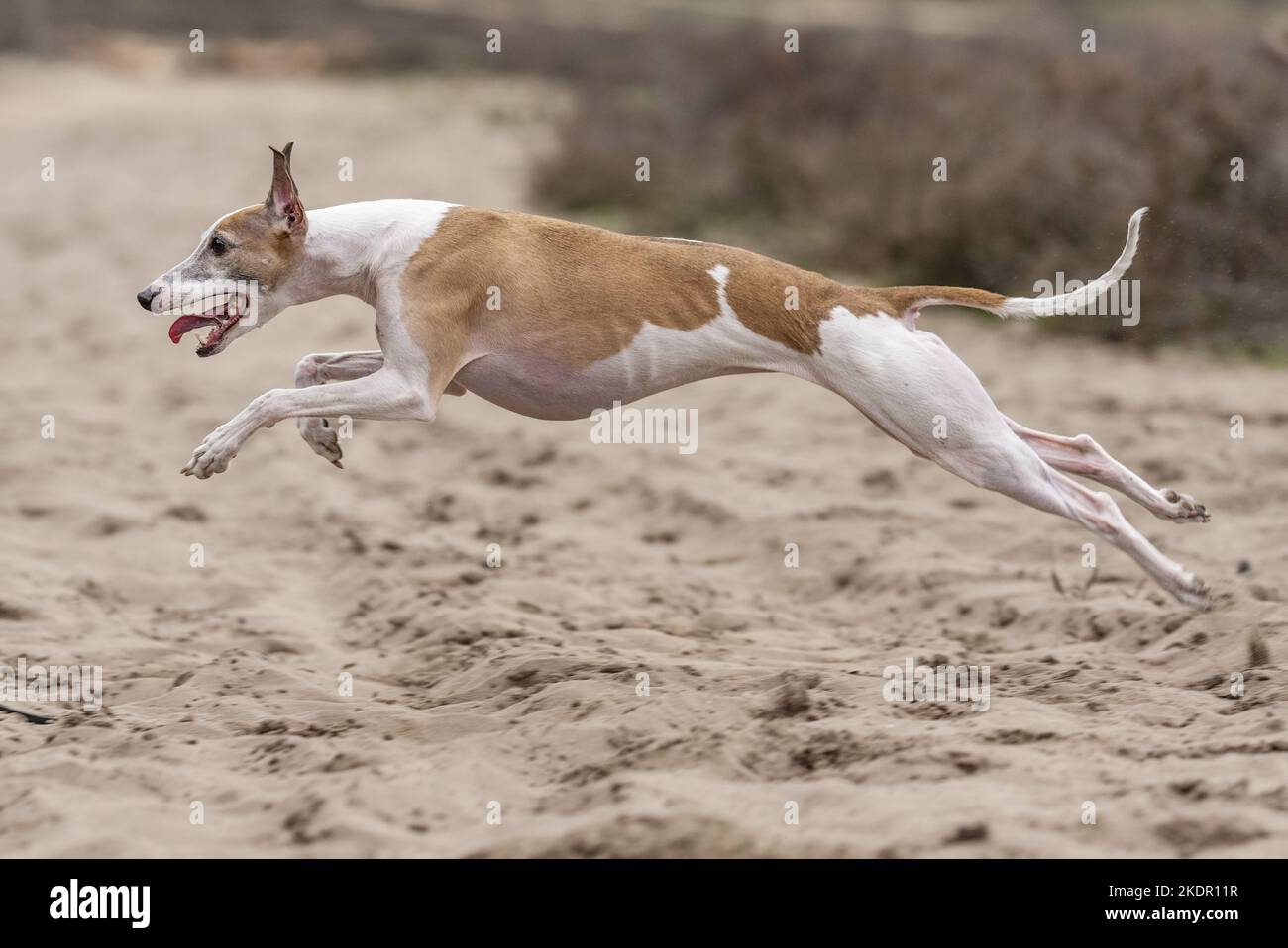 Two whippet dogs running hi-res stock photography and images - Alamy