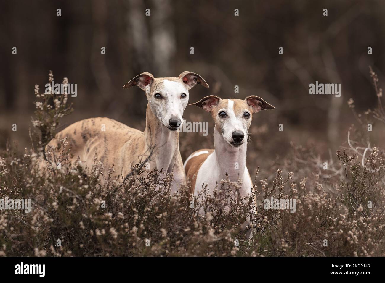 2 whippets hi-res stock photography and images - Alamy