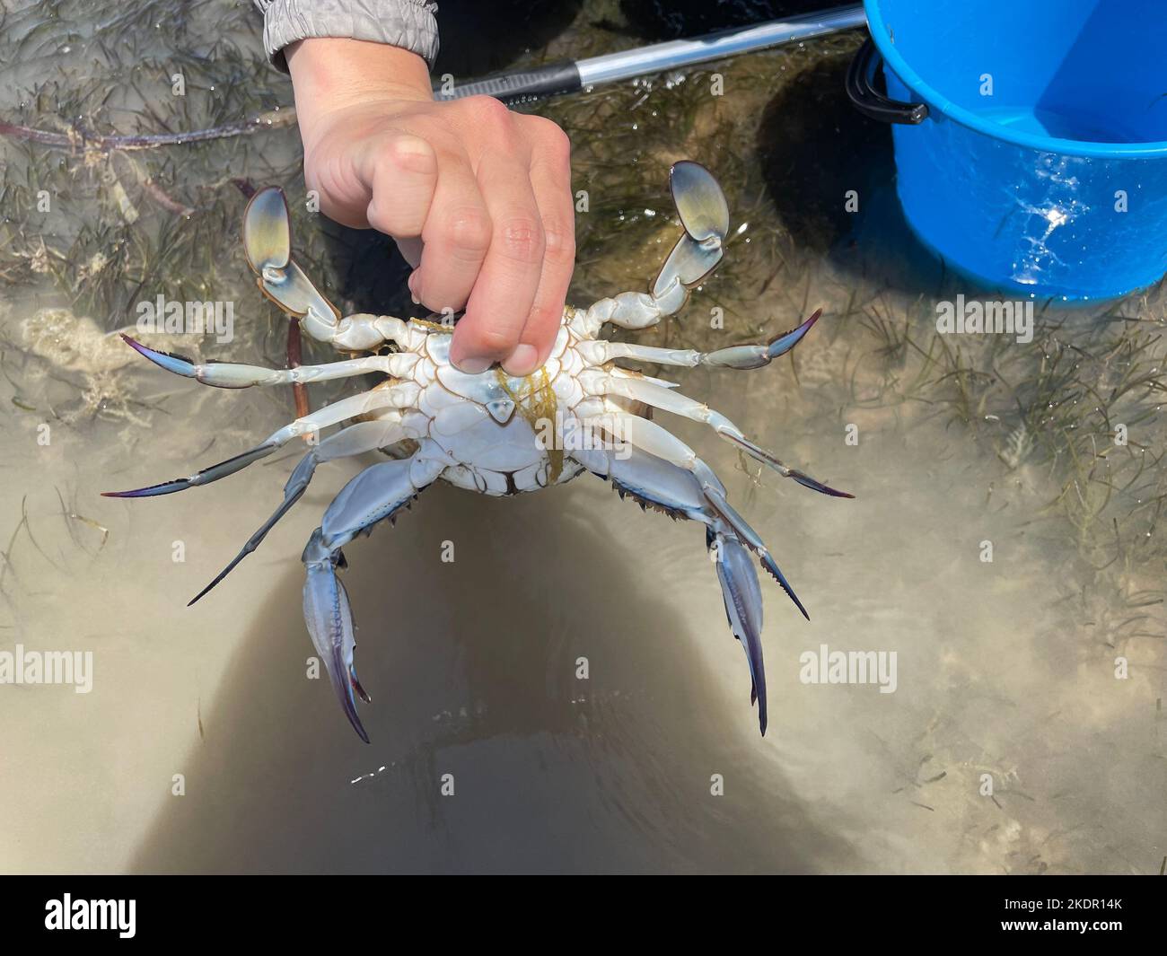 Crabs hunting store