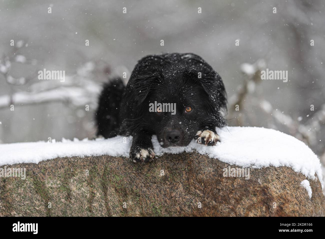Two shepherds lying in hi-res stock photography and images - Alamy