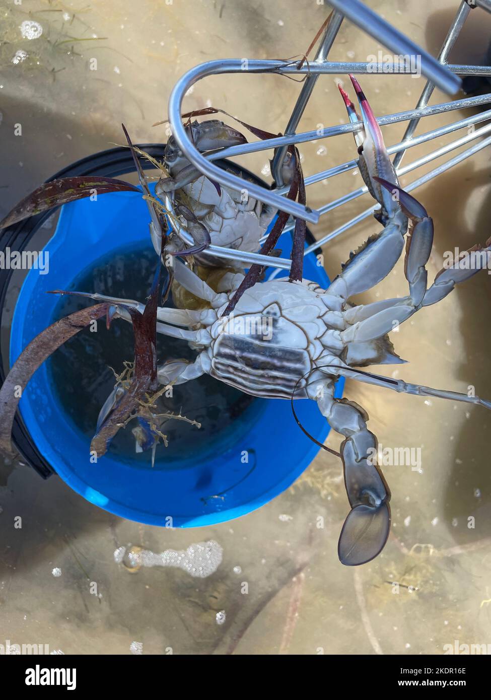 Fresh crab hunting Stock Photo - Alamy