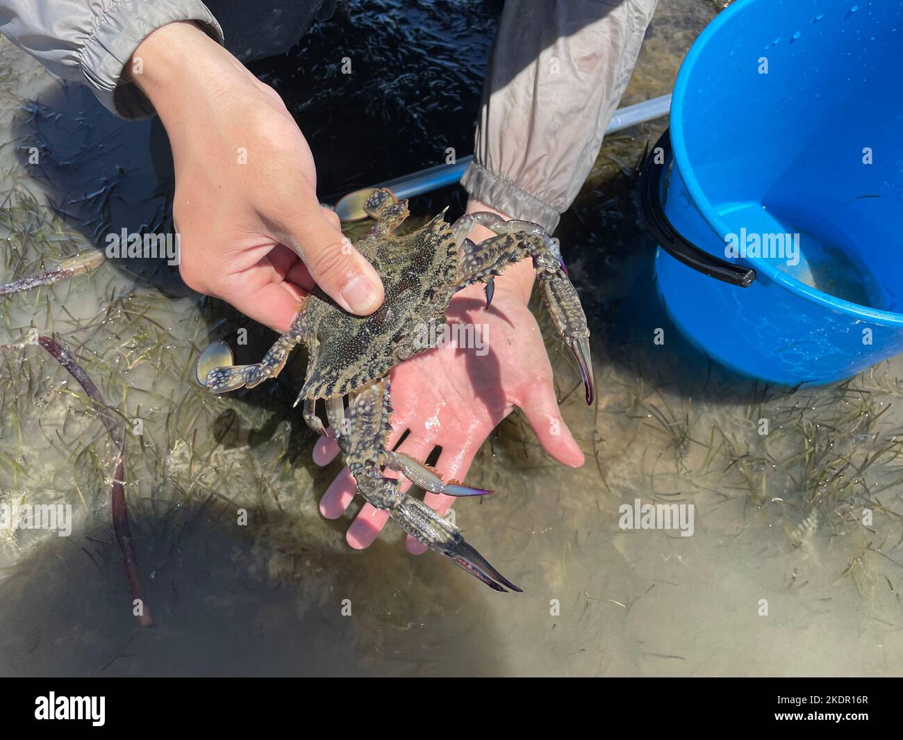 Fresh crab hunting Stock Photo - Alamy