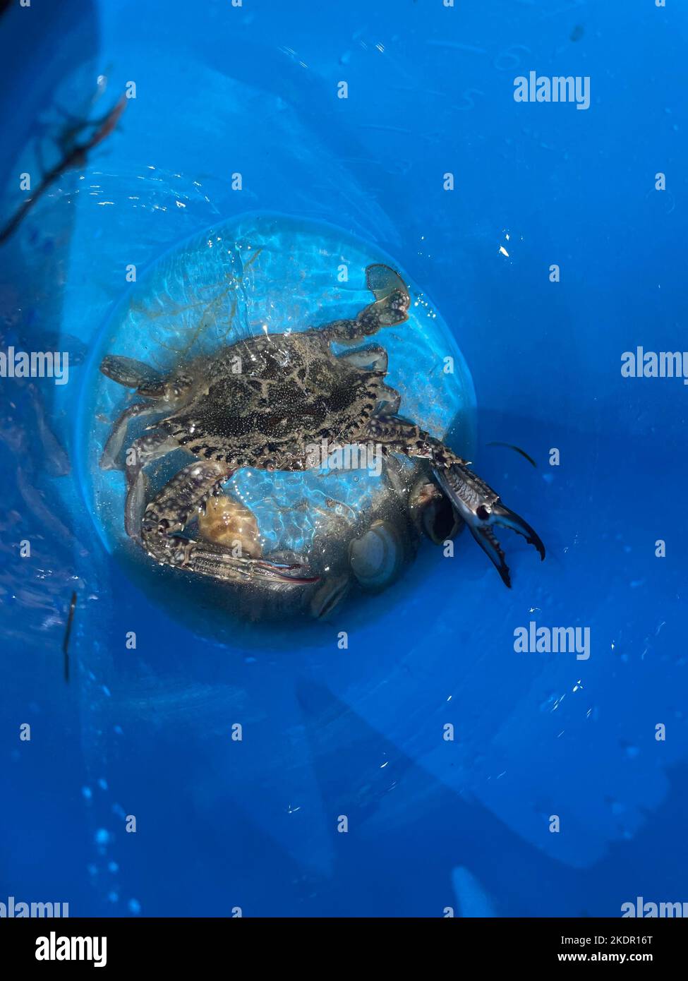 Fresh crab hunting Stock Photo - Alamy